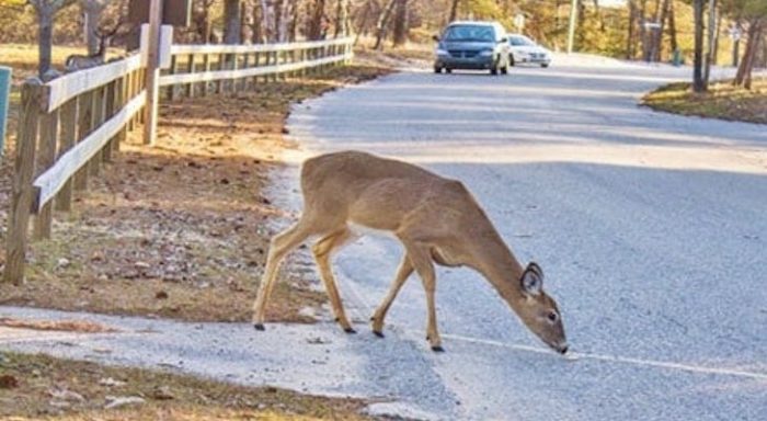 What Happens When A Deer Causes A Car Accident?